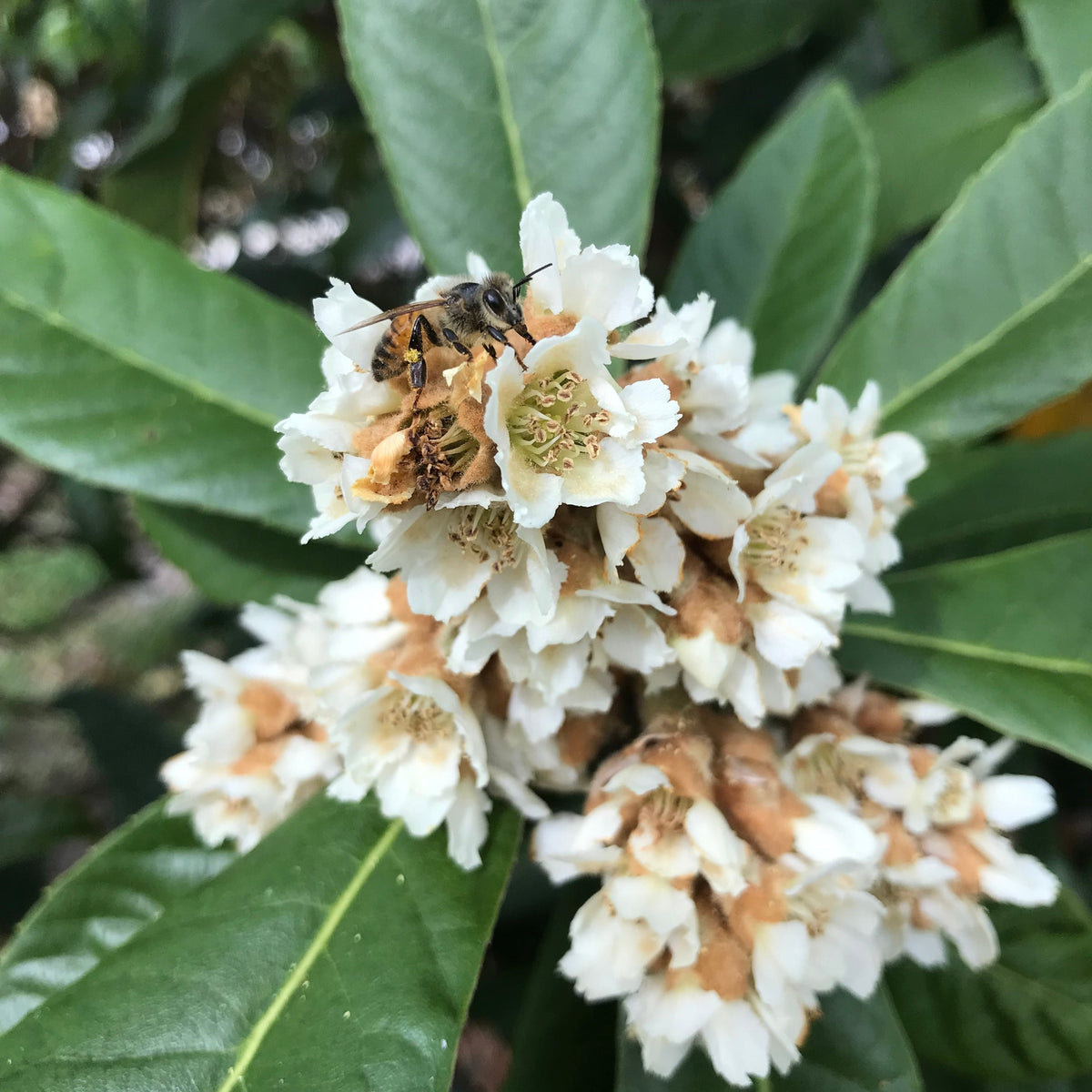 Loquat Tree 'Christmas' – Incredible Edible Landscapes