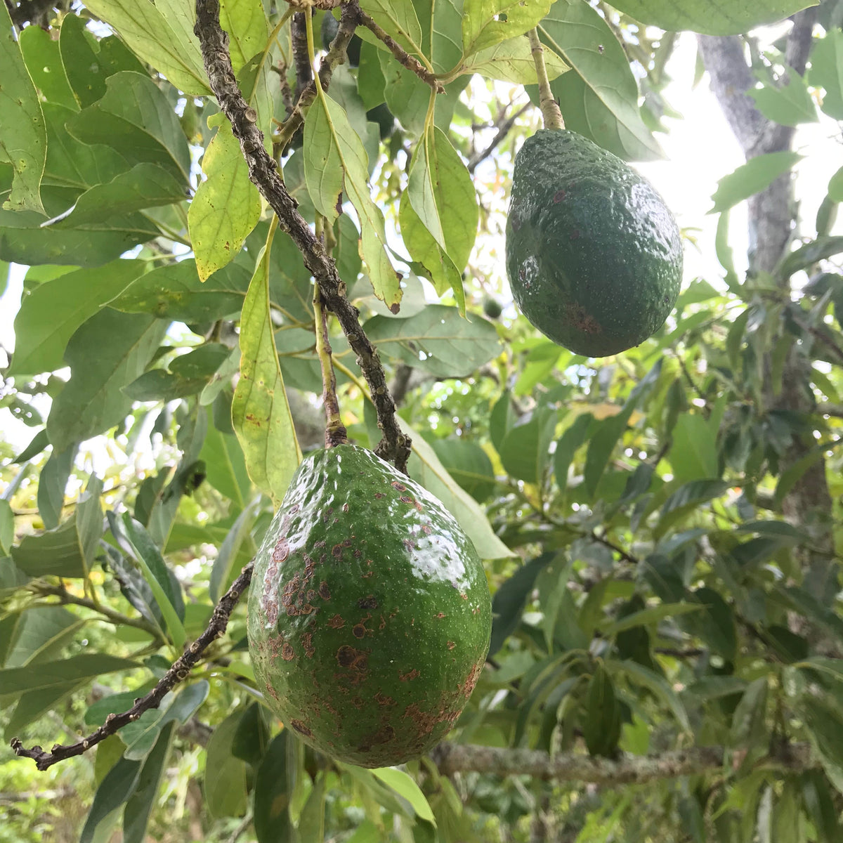 Avocado Tree ‘Lula’ – Incredible Edible Landscapes