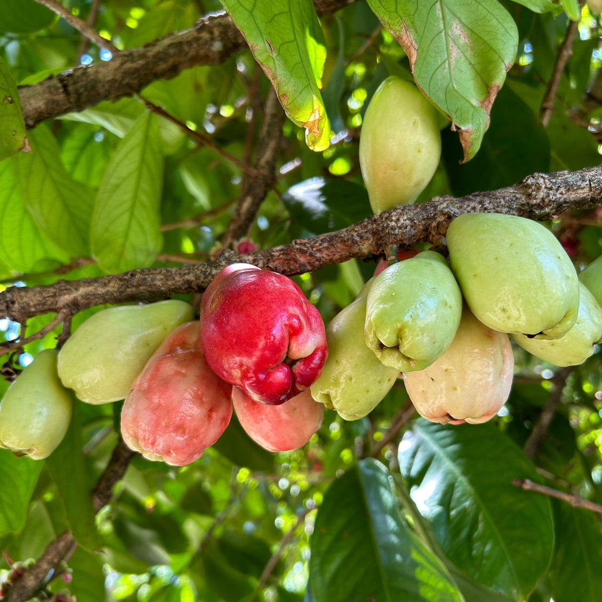 Malay Apple Tree – Incredible Edible Landscapes