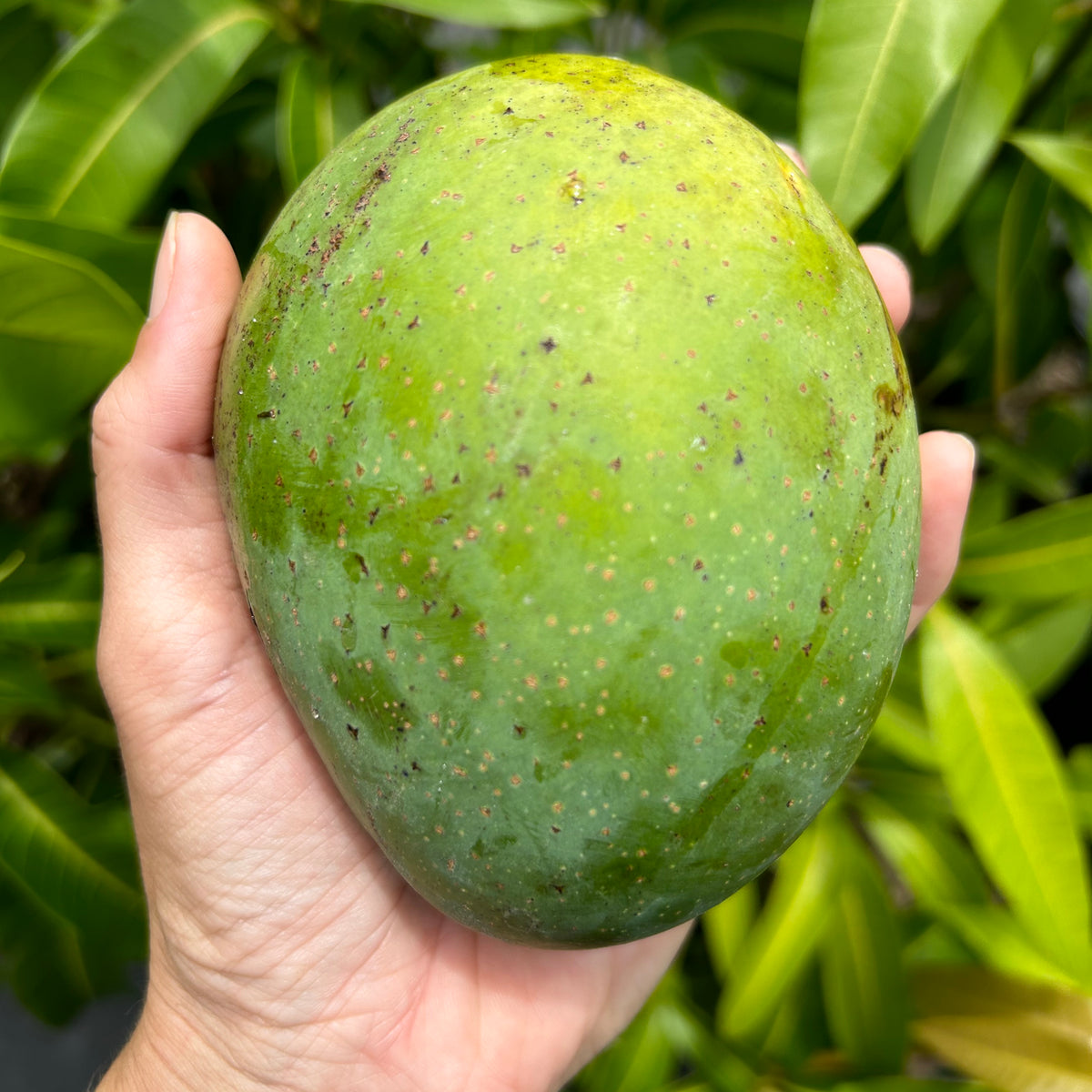 Mango Tree 'Alampur Baneshan’ – Incredible Edible Landscapes