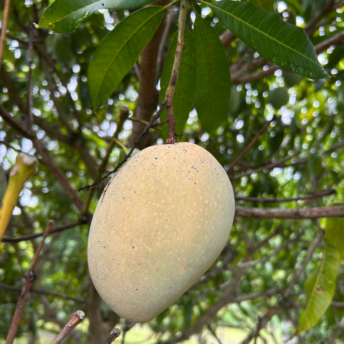Mango Tree 'Cac’ – Incredible Edible Landscapes