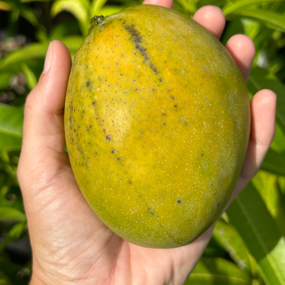 Mango Tree 'Carrie’ – Incredible Edible Landscapes