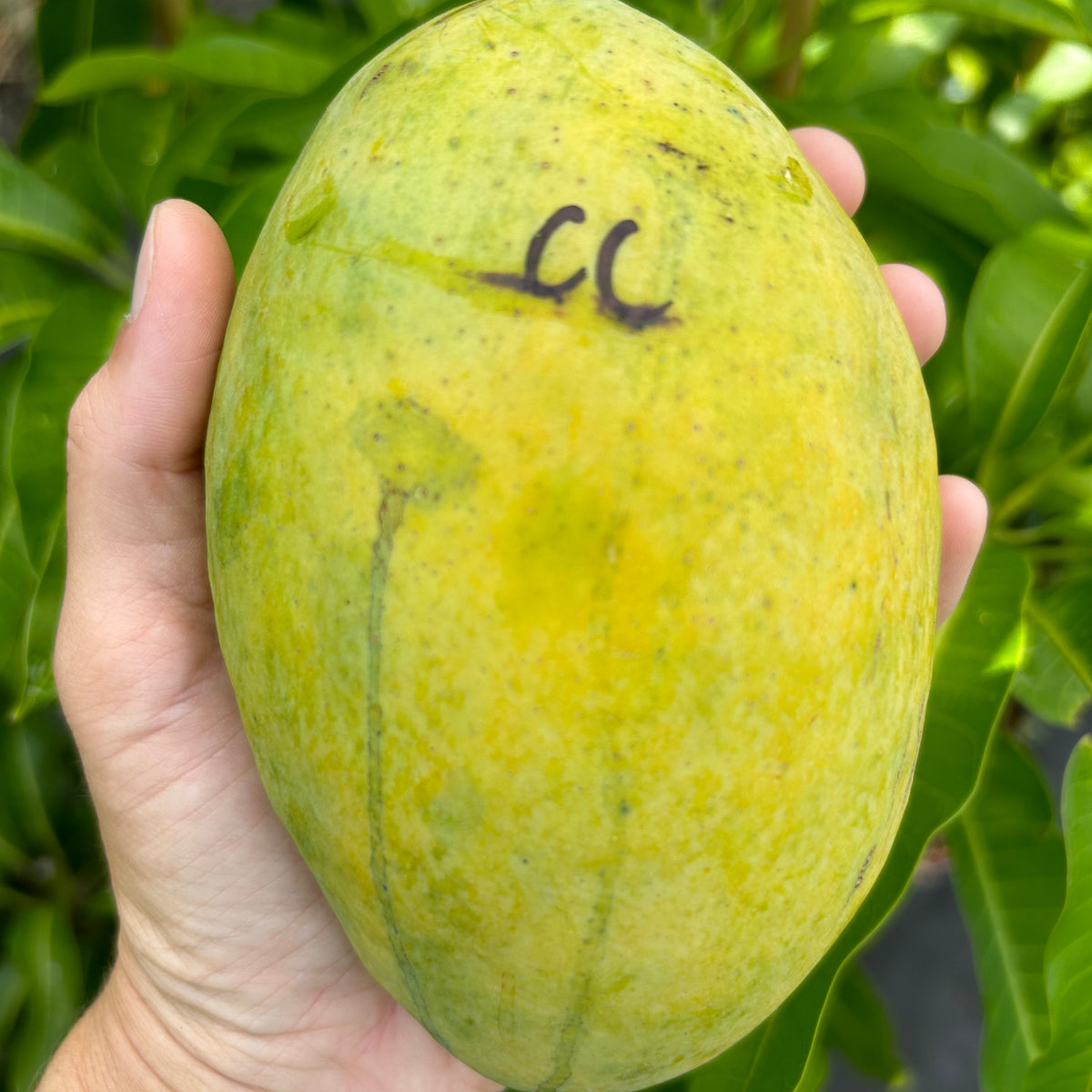Mango Tree 'Coconut Cream’ – Incredible Edible Landscapes