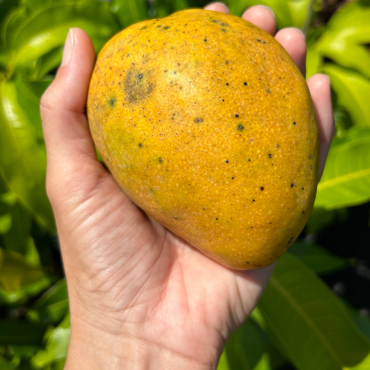 Mango Tree ‘Fairchild’ – Incredible Edible Landscapes
