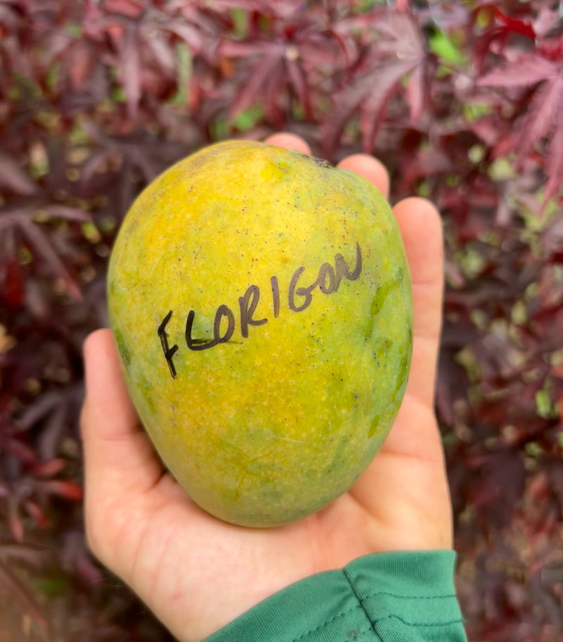 Mango Tree ‘Florigon’ – Incredible Edible Landscapes