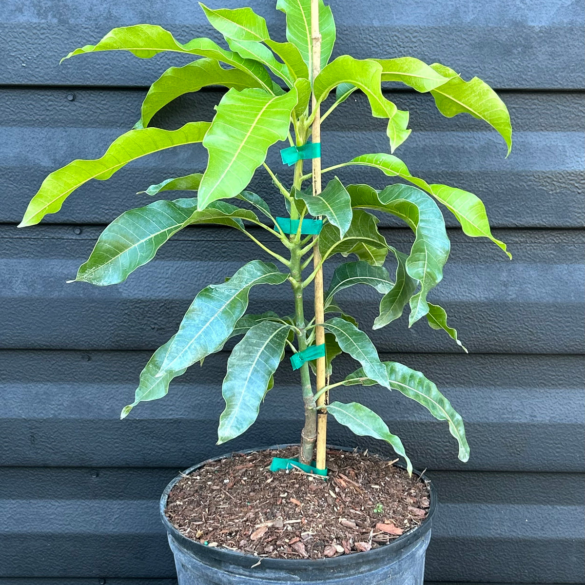 Mango Tree 'Choc Anon’ – Incredible Edible Landscapes