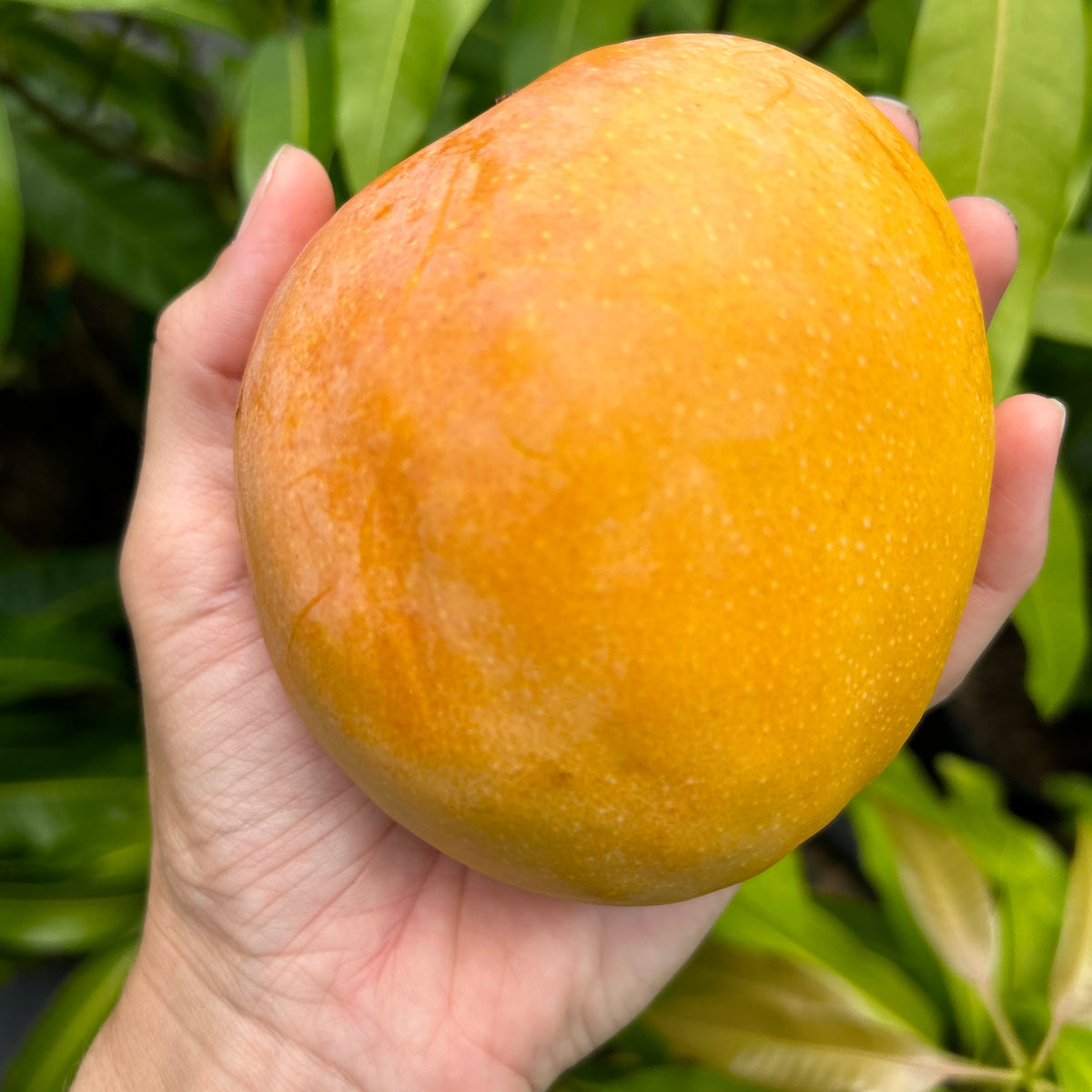 Mango Tree ‘Juicy Peach’ – Incredible Edible Landscapes