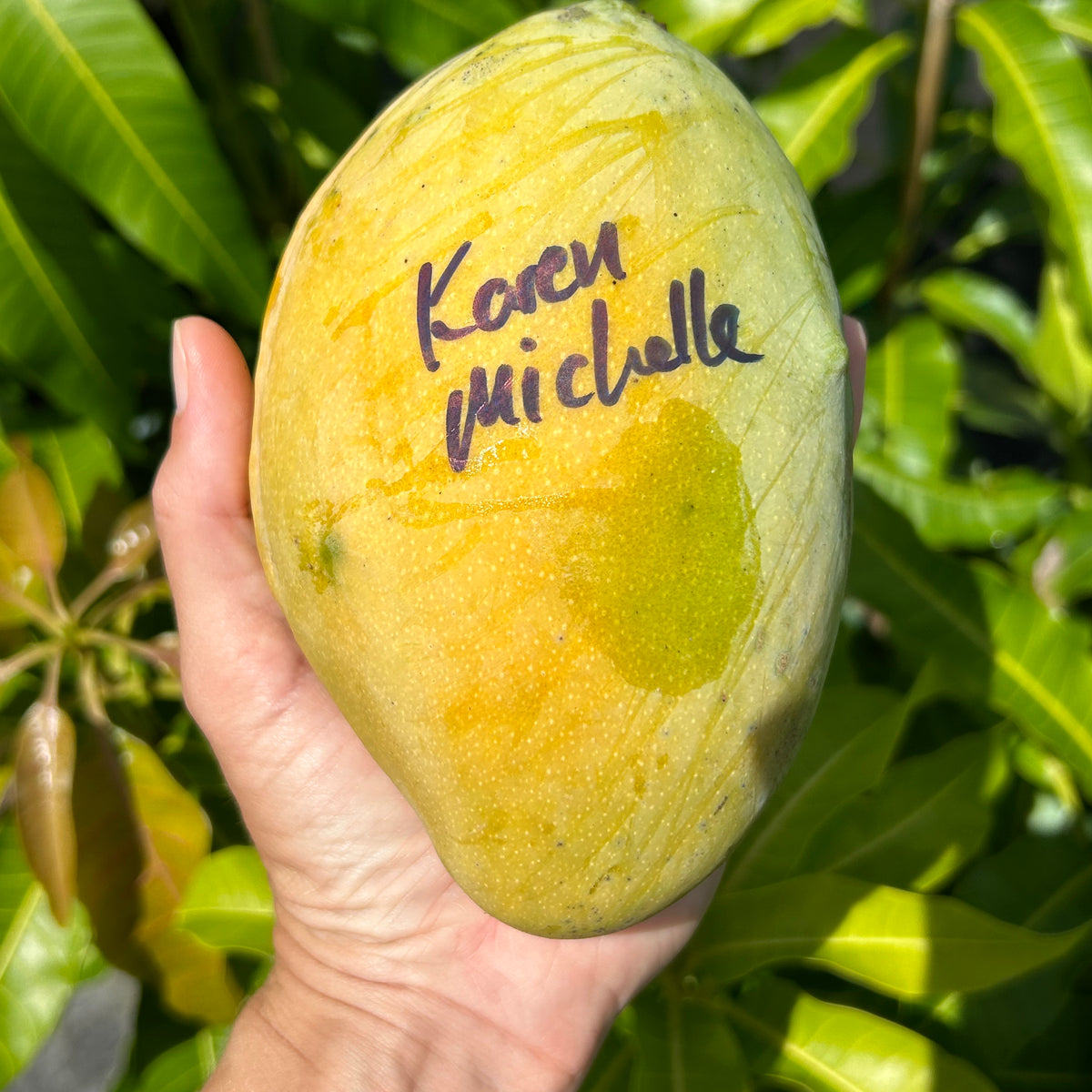 Mango Tree ‘Karen Michelle’ – Incredible Edible Landscapes