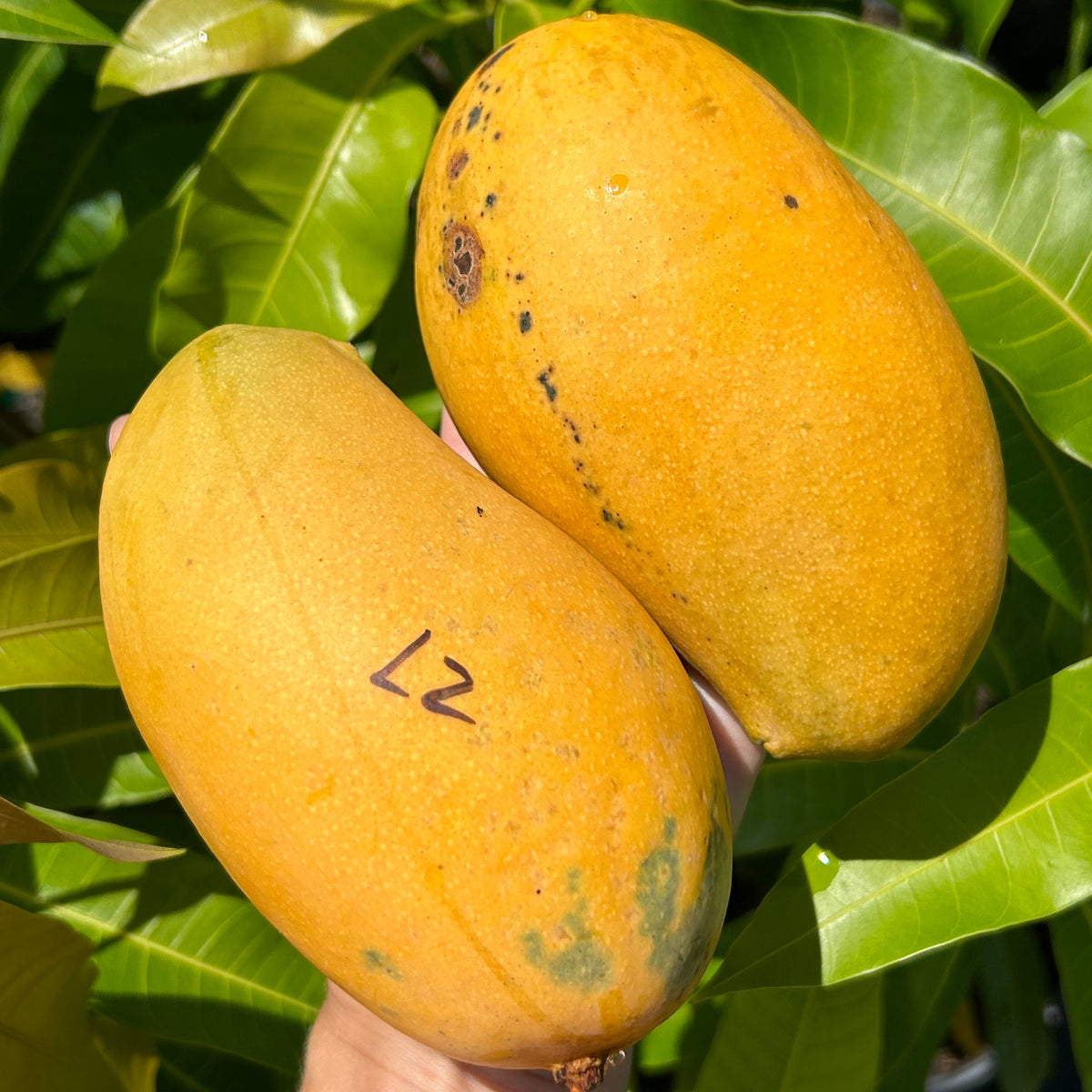 Mango Tree ‘Lemon Zest’ – Incredible Edible Landscapes