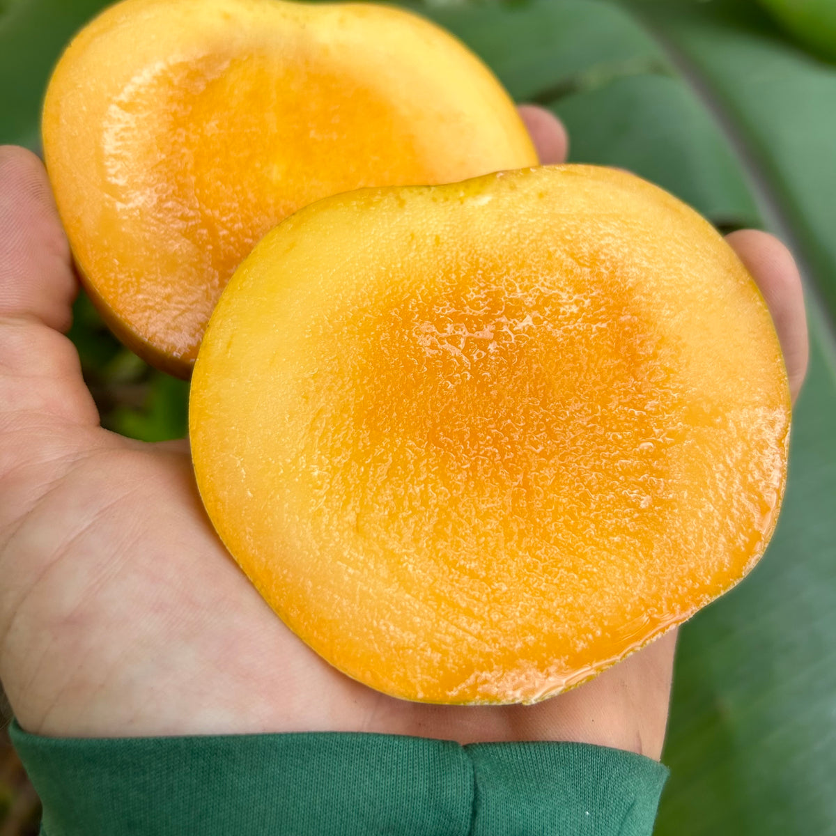 Mango Tree ‘Lil Gem’ – Incredible Edible Landscapes