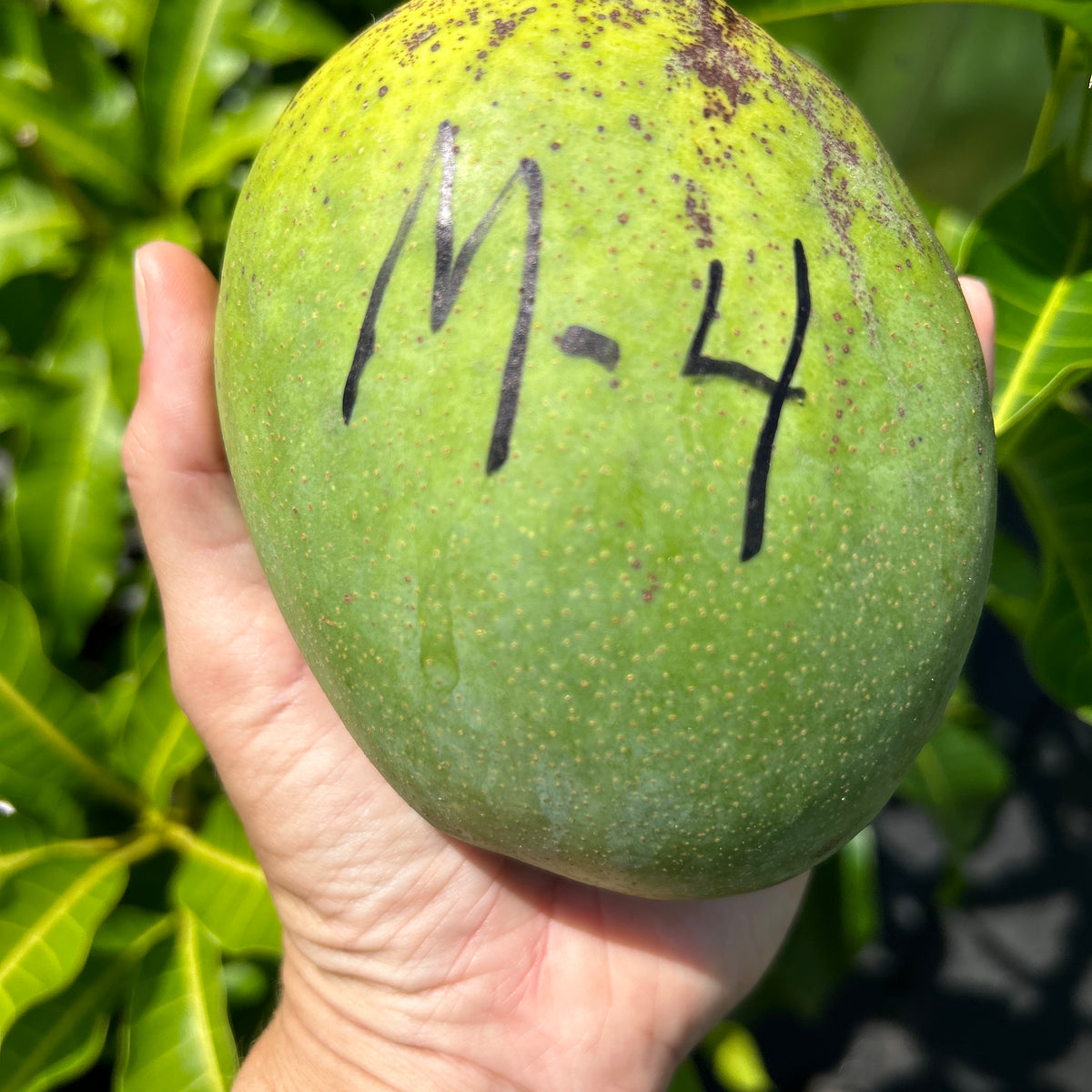 Mango Tree ‘M-4’ – Incredible Edible Landscapes
