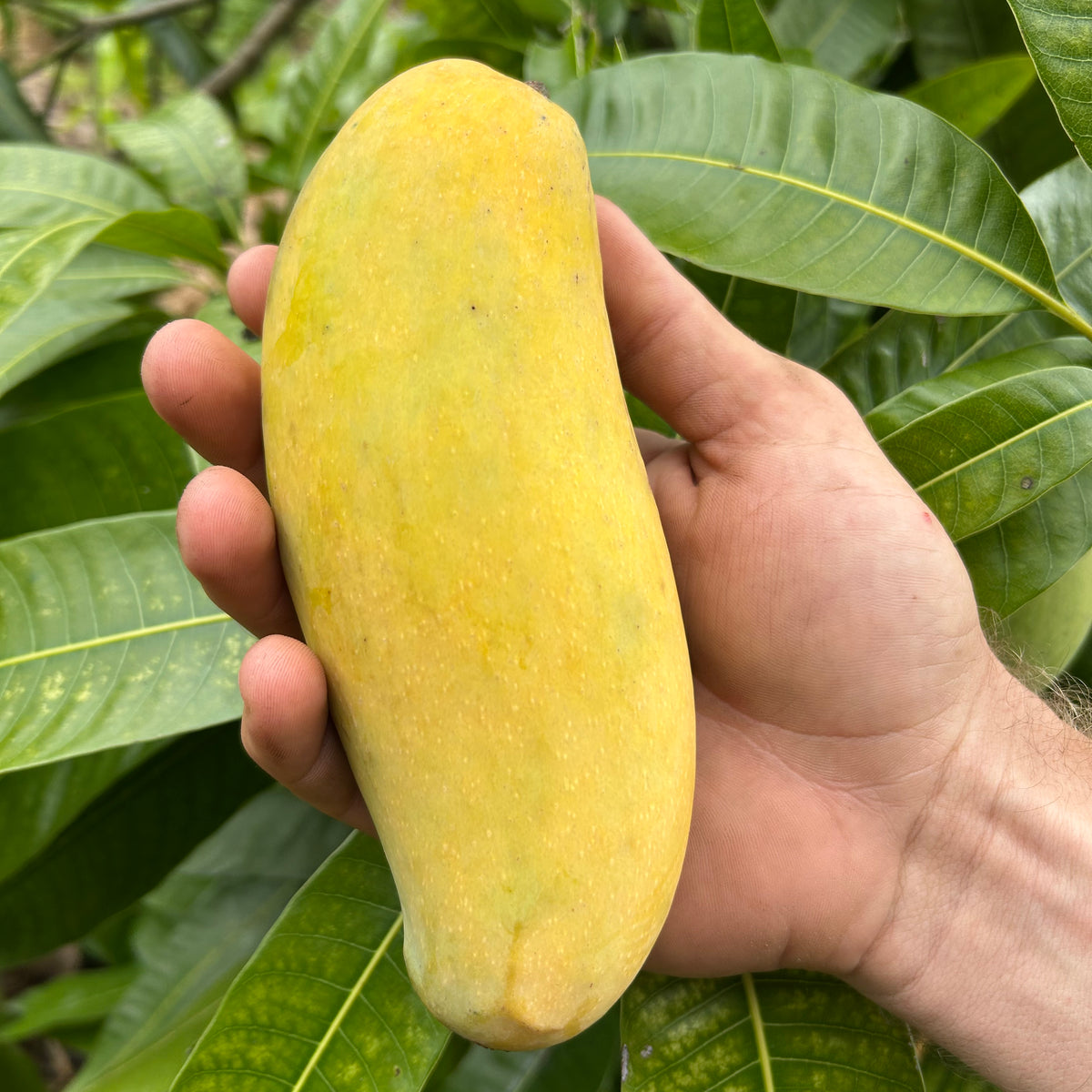 Mango Tree ‘Maha Chanook’ – Incredible Edible Landscapes