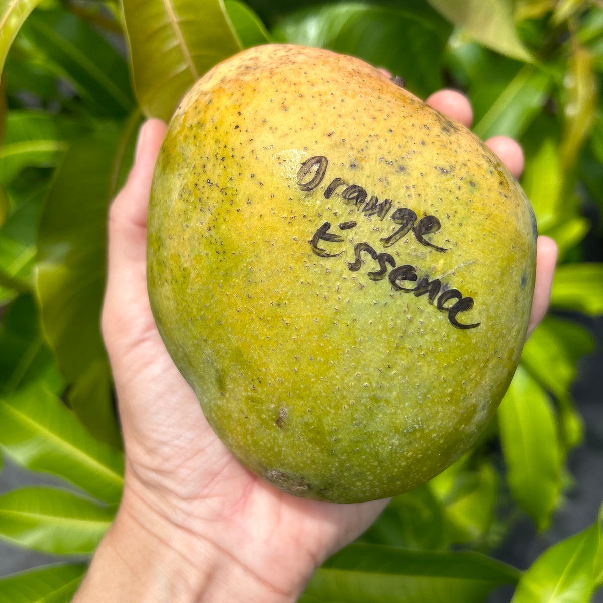 Mango Tree ‘Orange Essence’ – Incredible Edible Landscapes