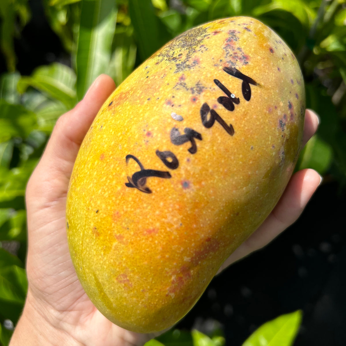 Mango Tree ‘Rosigold’ – Incredible Edible Landscapes
