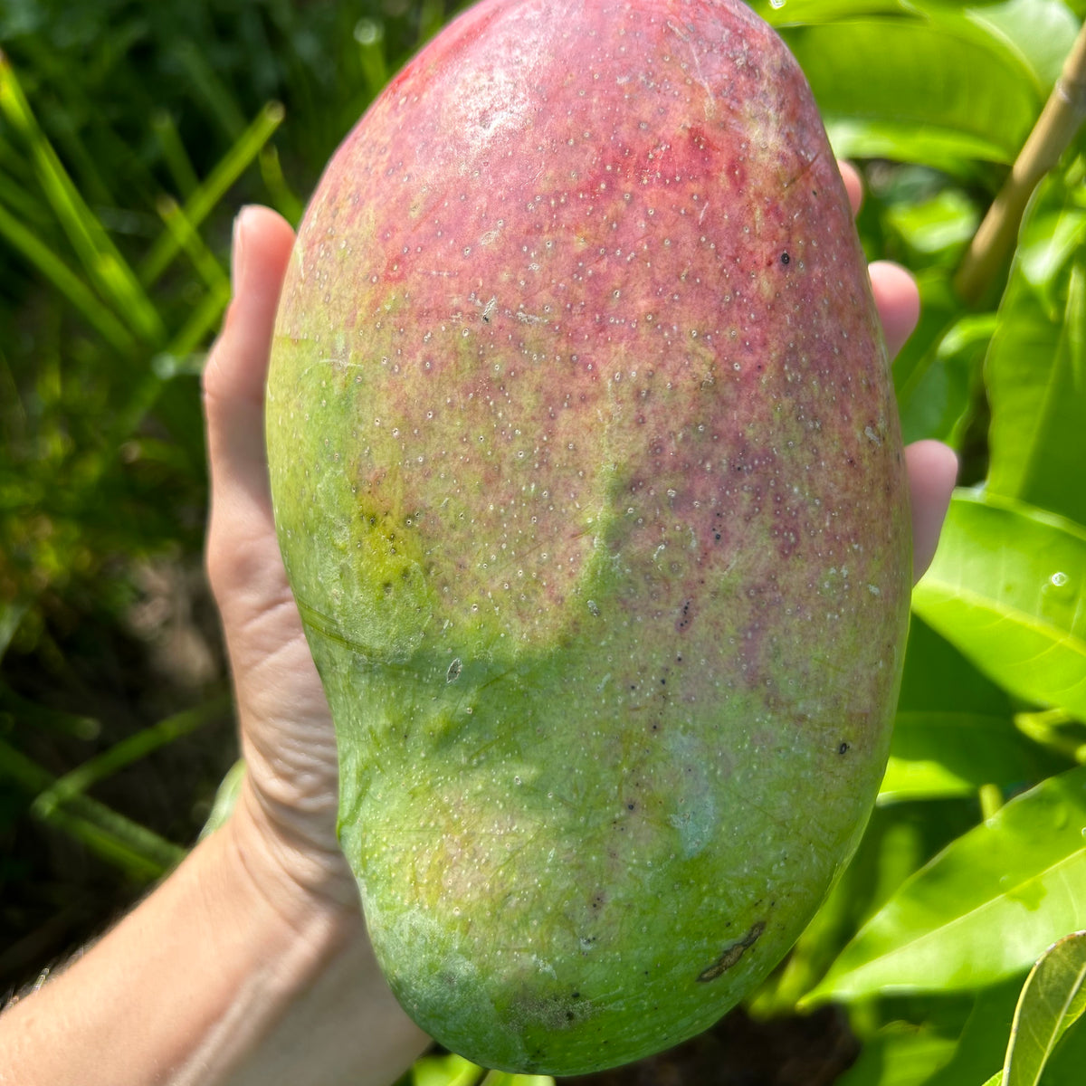 Mango Tree ‘Valencia Pride’ – Incredible Edible Landscapes