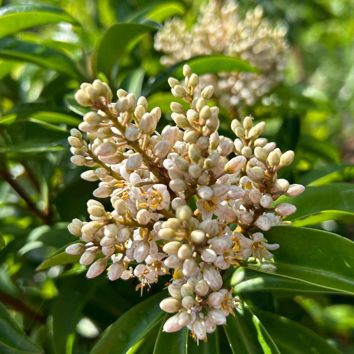 Marlberry Tree – Incredible Edible Landscapes