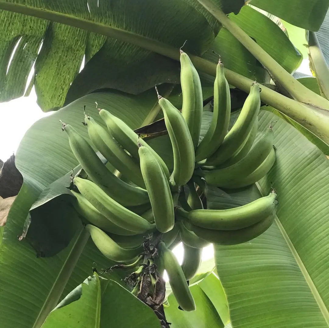 Plantain Plant 'Matoke' (East African Highland Banana) – Incredible ...