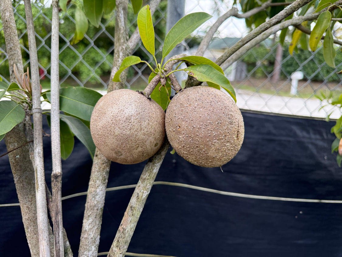 Sapodilla Tree 'Morena' – Incredible Edible Landscapes