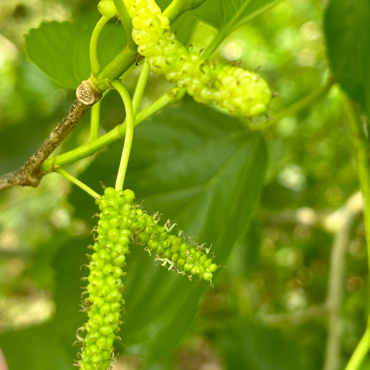 Mulberry Tree 'Australian Green' (grafted) – Incredible Edible Landscapes