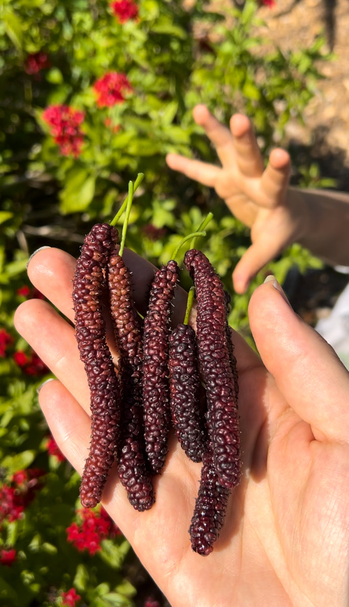 Mulberry Tree 'Himalayan Red' (grafted) – Incredible Edible Landscapes