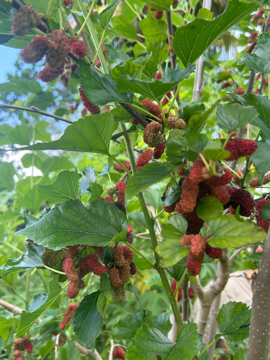 Mulberry Tree 'Thai Dwarf' – Incredible Edible Landscapes