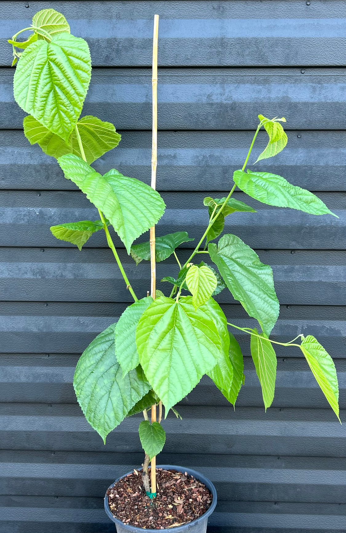 Mulberry Tree 'Tice' – Incredible Edible Landscapes