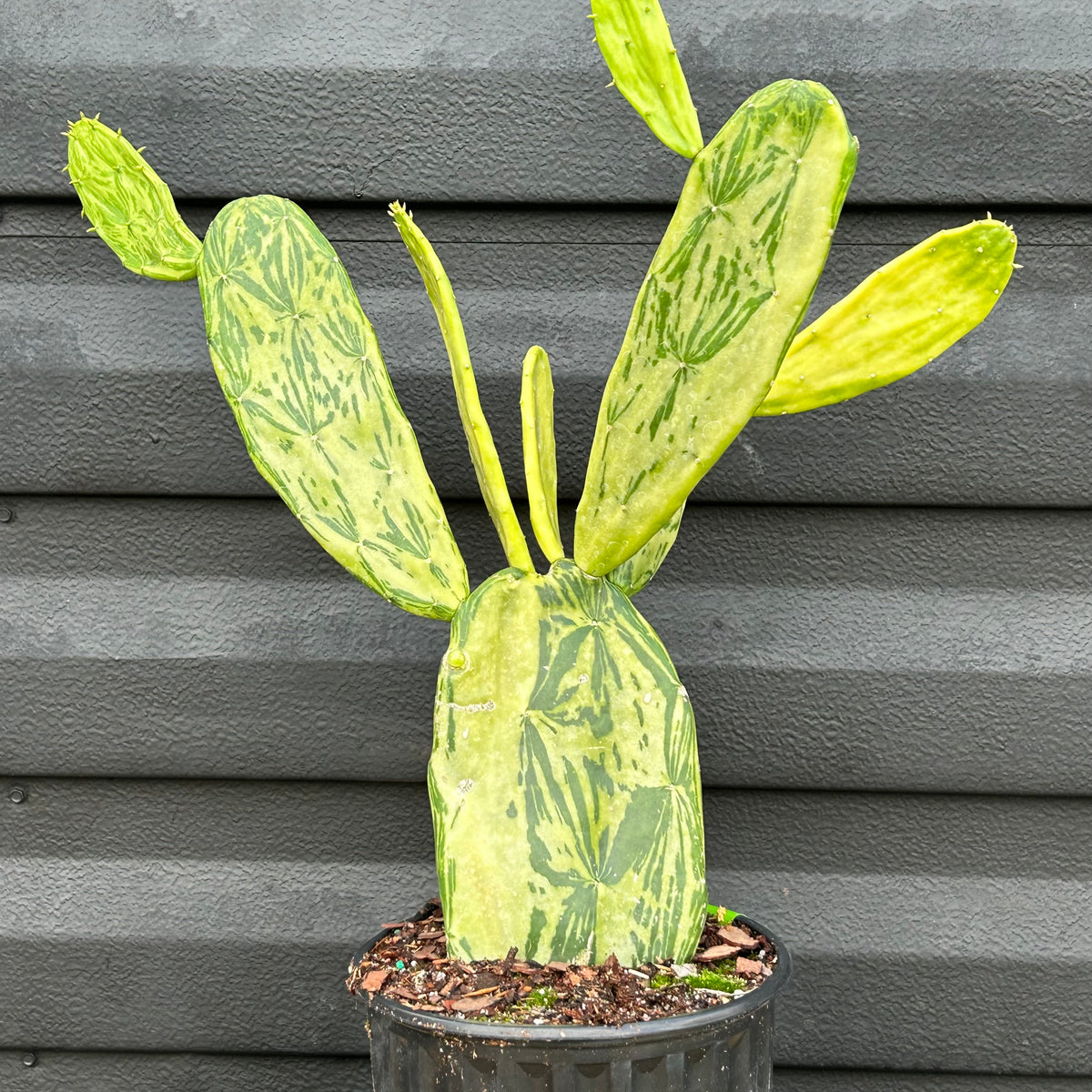 Nopales Plant – Incredible Edible Landscapes