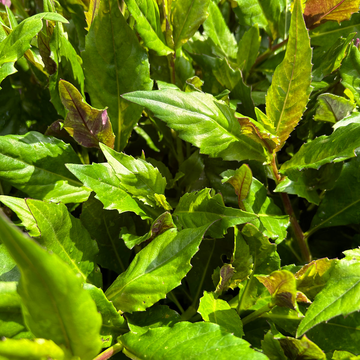Okinawa Spinach Plant – Incredible Edible Landscapes
