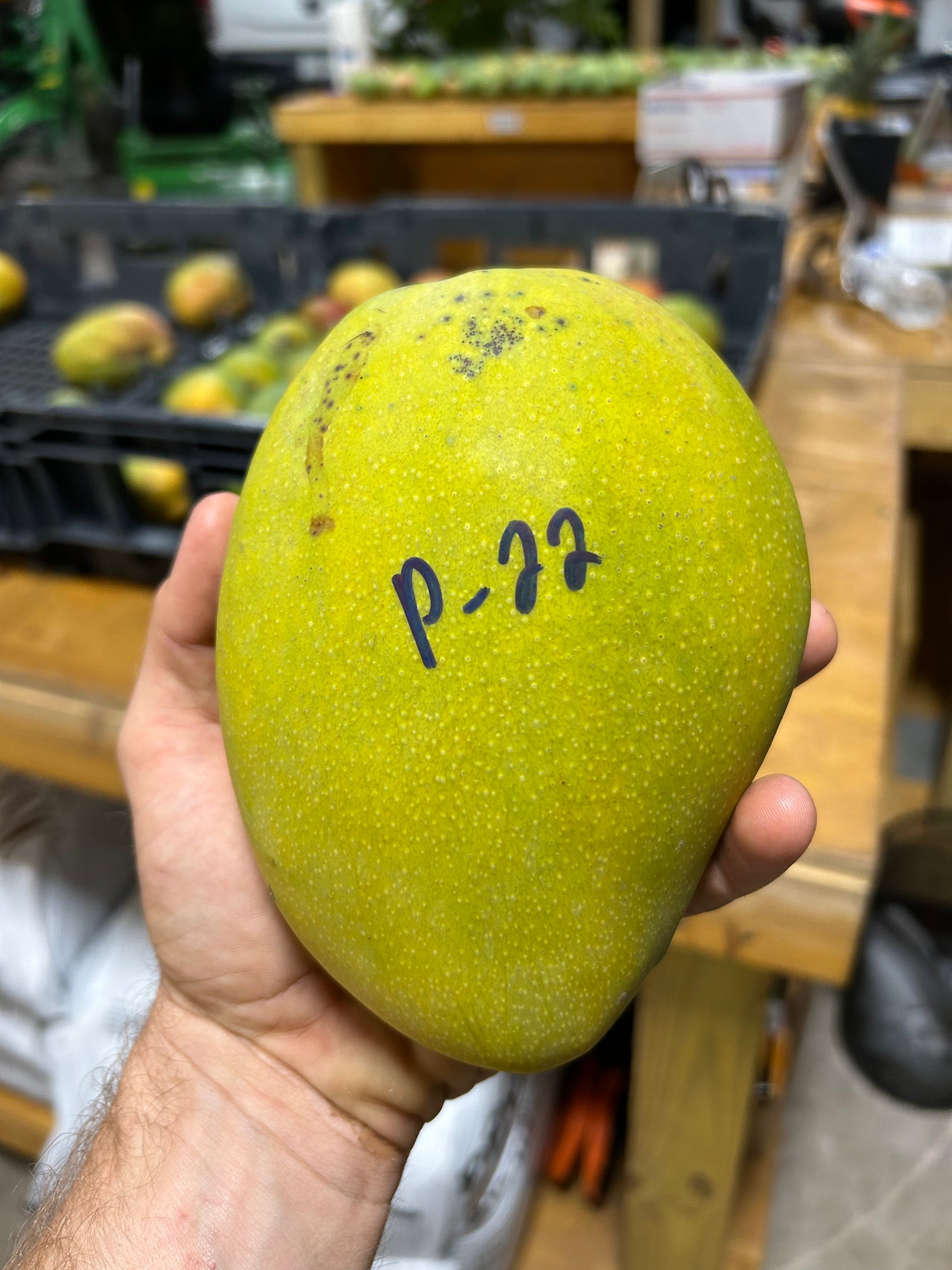 Mango Tree ‘P-22’ – Incredible Edible Landscapes