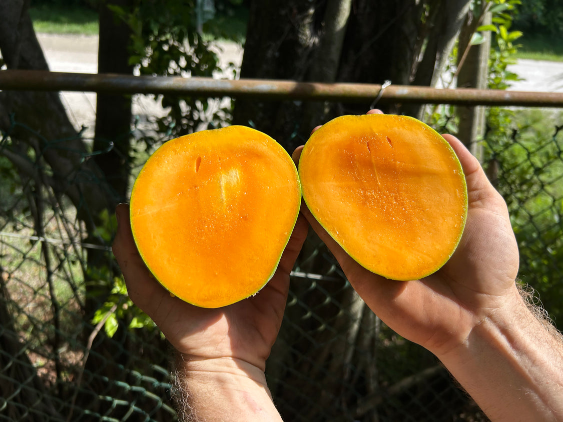 Mango Tree ‘Peach Cobbler’ – Incredible Edible Landscapes