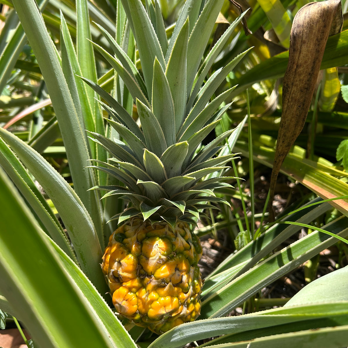Pineapple Plant ‘Juicy' – Incredible Edible Landscapes