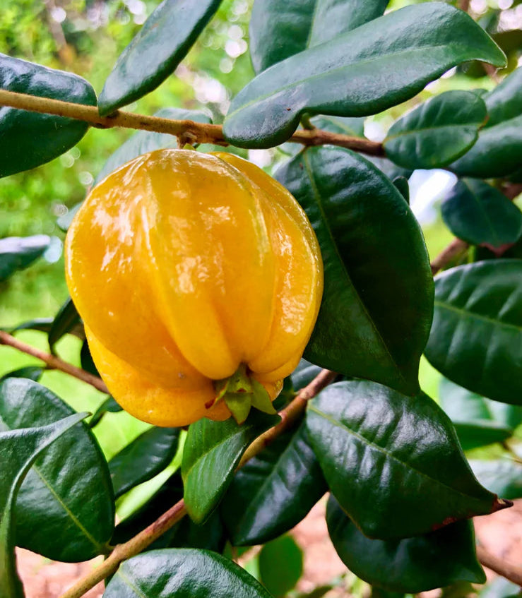 Pitangatuba Tree – Incredible Edible Landscapes