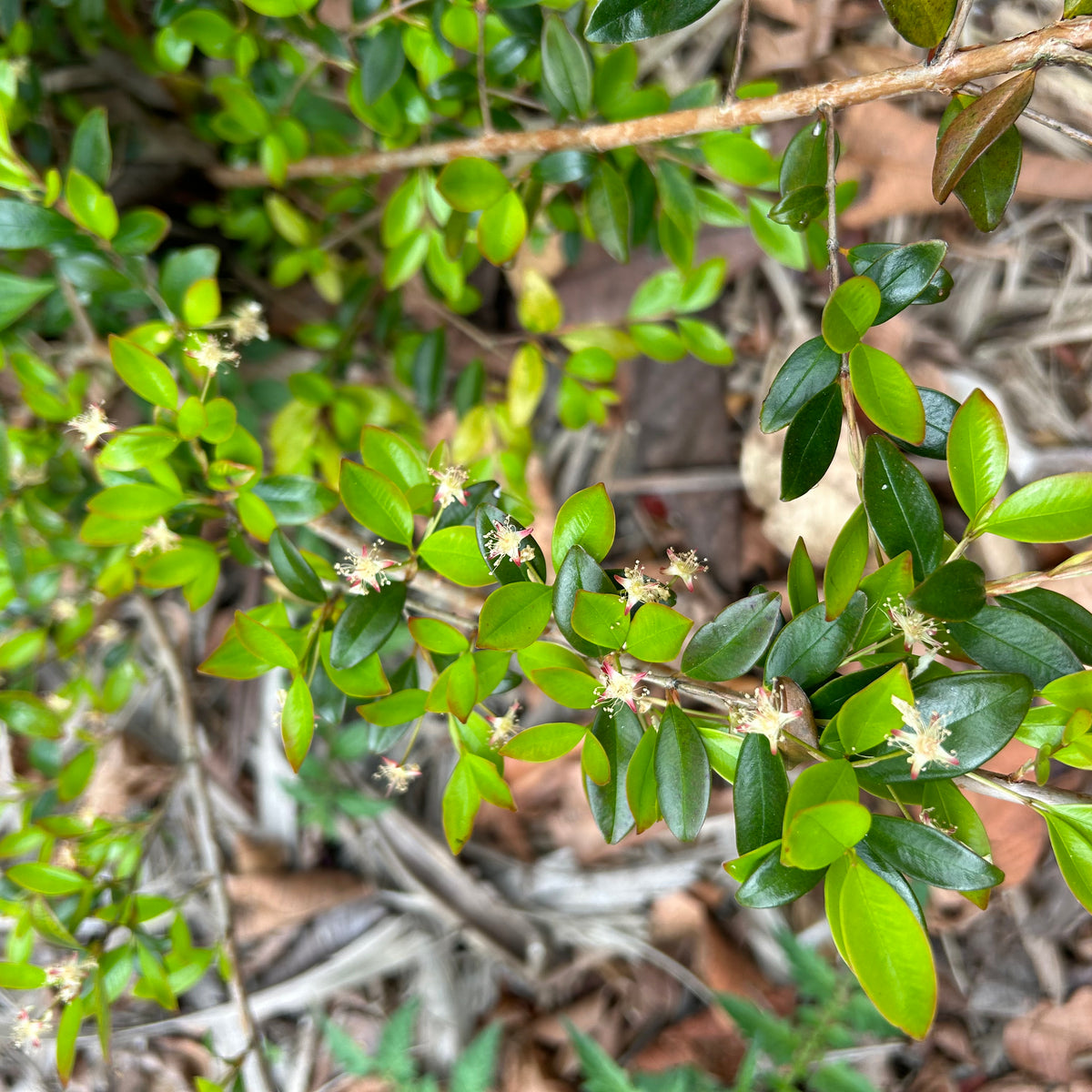 Privet Stopper Shrub – Incredible Edible Landscapes