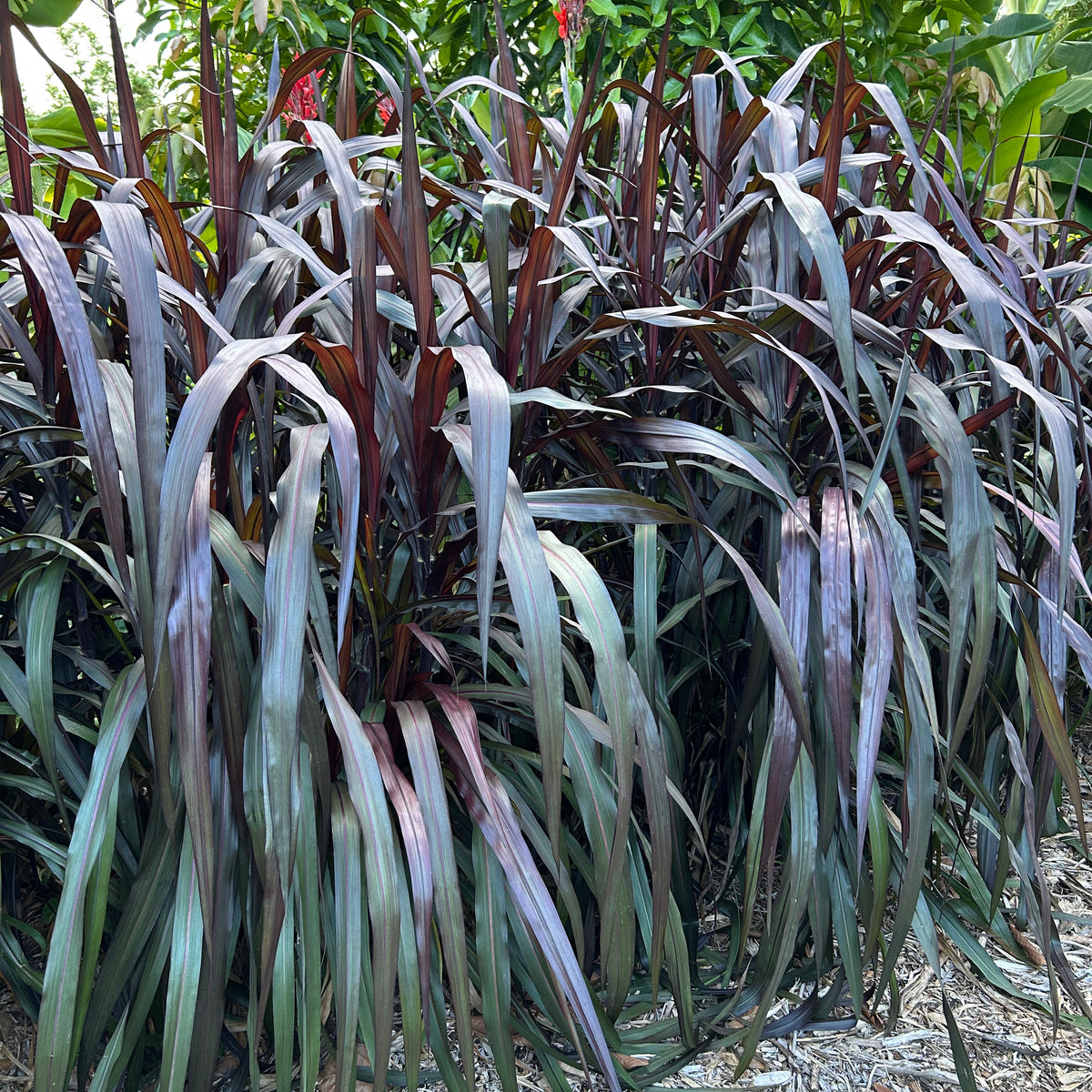 Red Napier Grass – Incredible Edible Landscapes