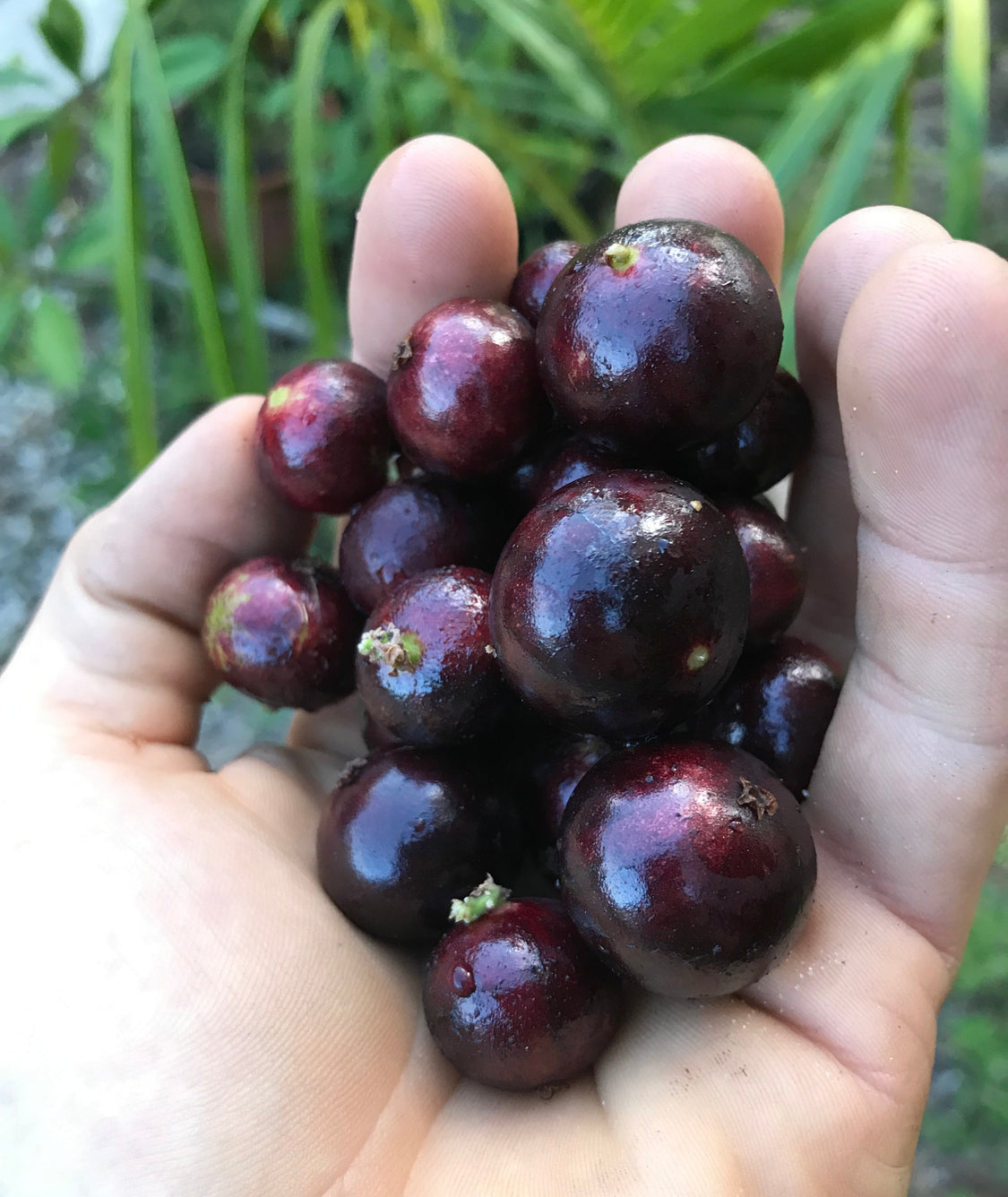 Jaboticaba Tree 'Red Hybrid' – Incredible Edible Landscapes