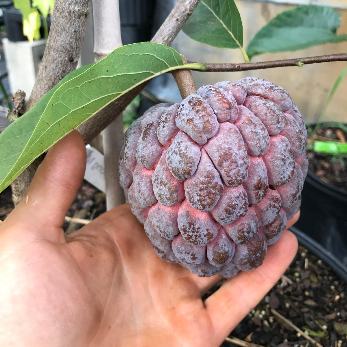 Sugar Apple Tree ‘Kampong Mauve’ – Incredible Edible Landscapes