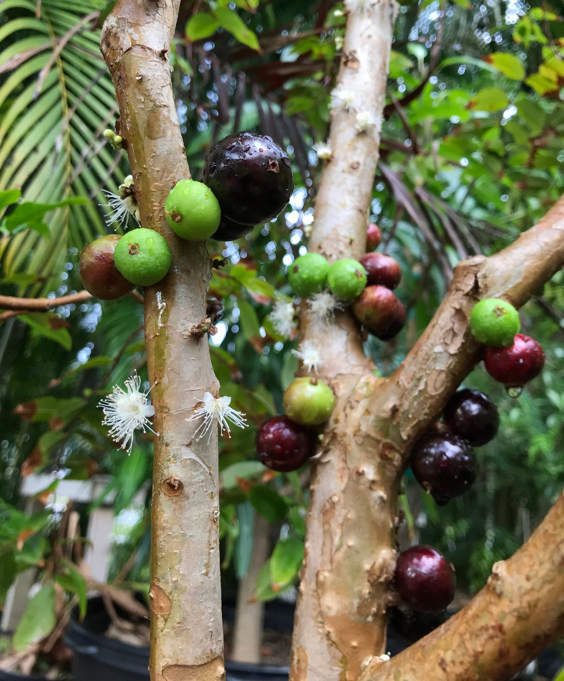Jaboticaba Tree 'Red Hybrid' – Incredible Edible Landscapes