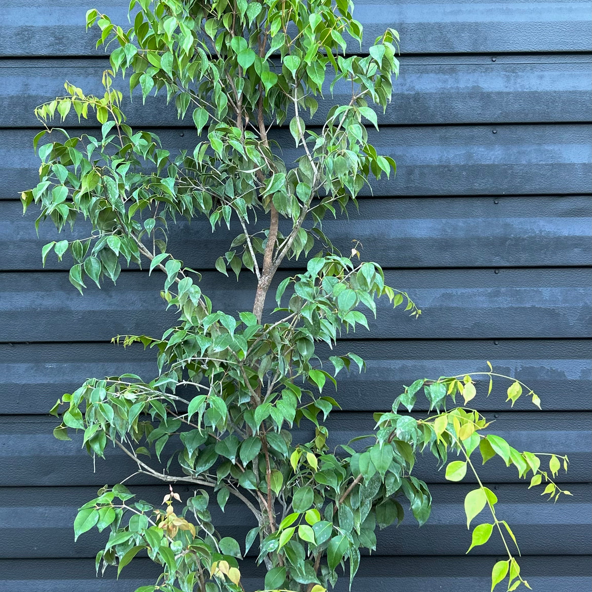 Redberry Stopper Tree – Incredible Edible Landscapes