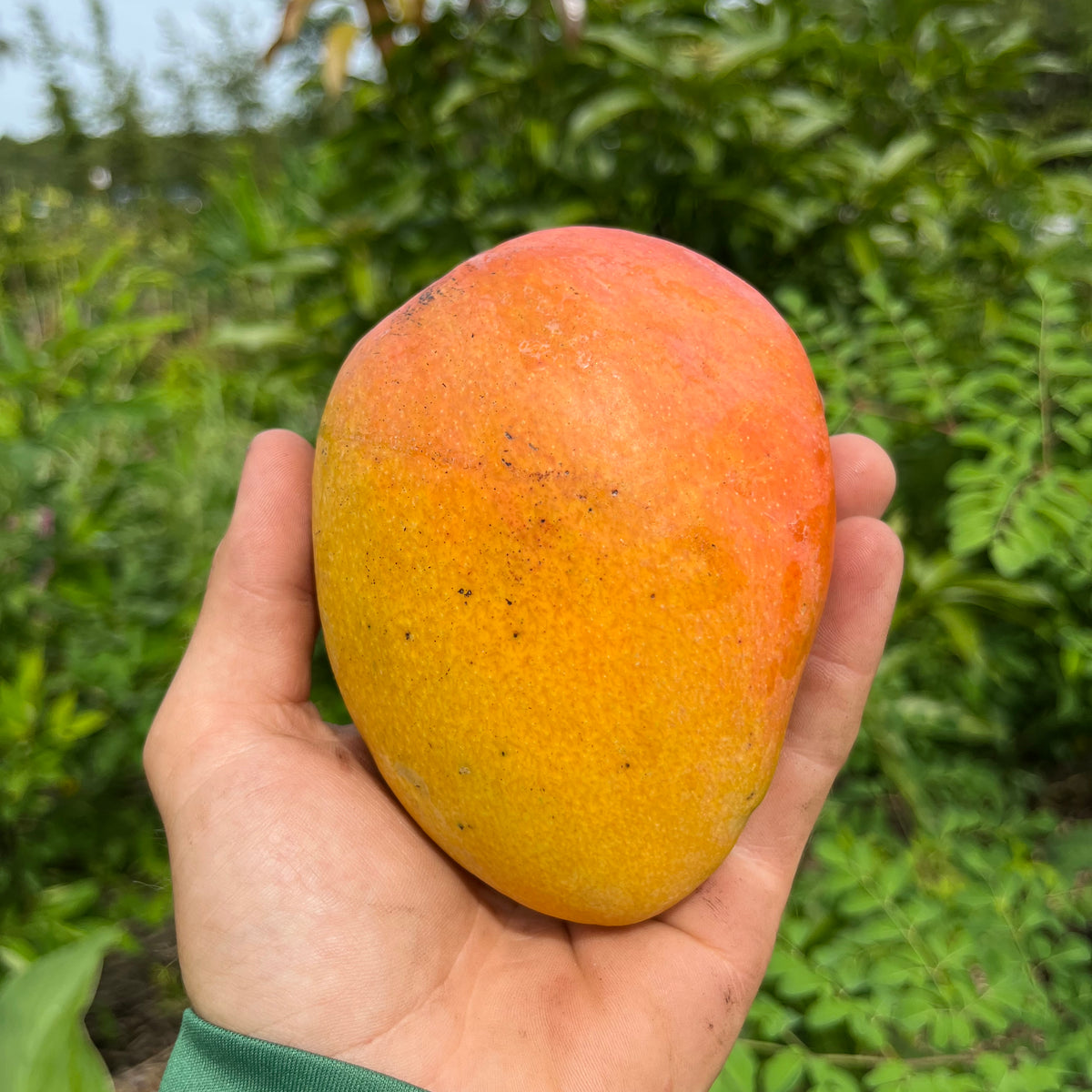 Mango Tree ‘Glenn’ – Incredible Edible Landscapes