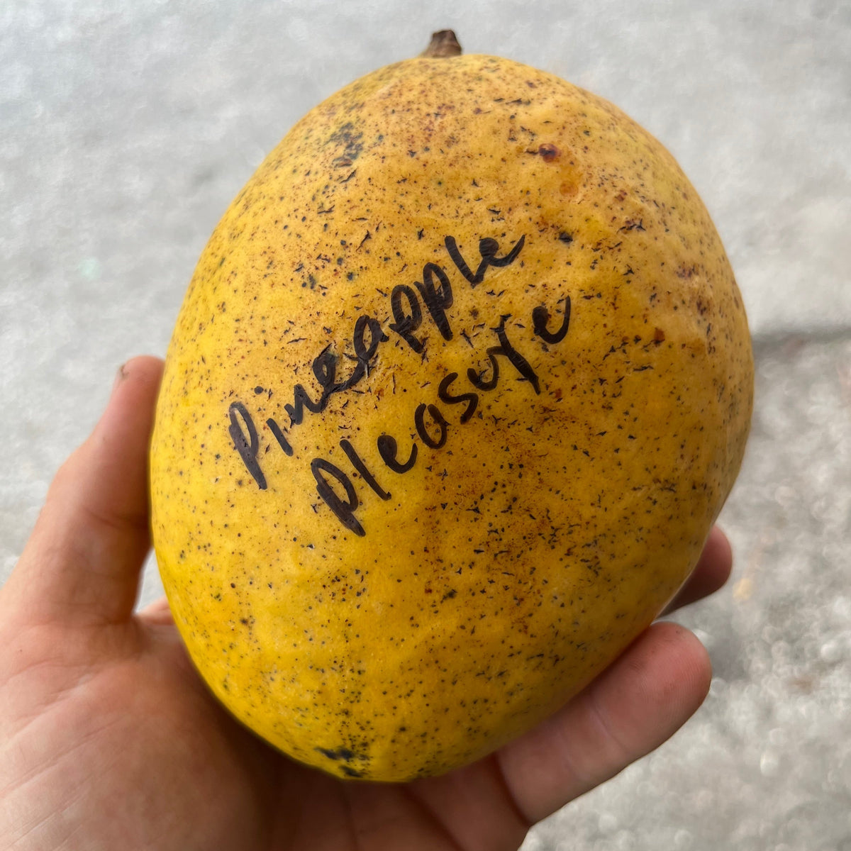 Mango Tree ‘Pineapple Pleasure’ – Incredible Edible Landscapes