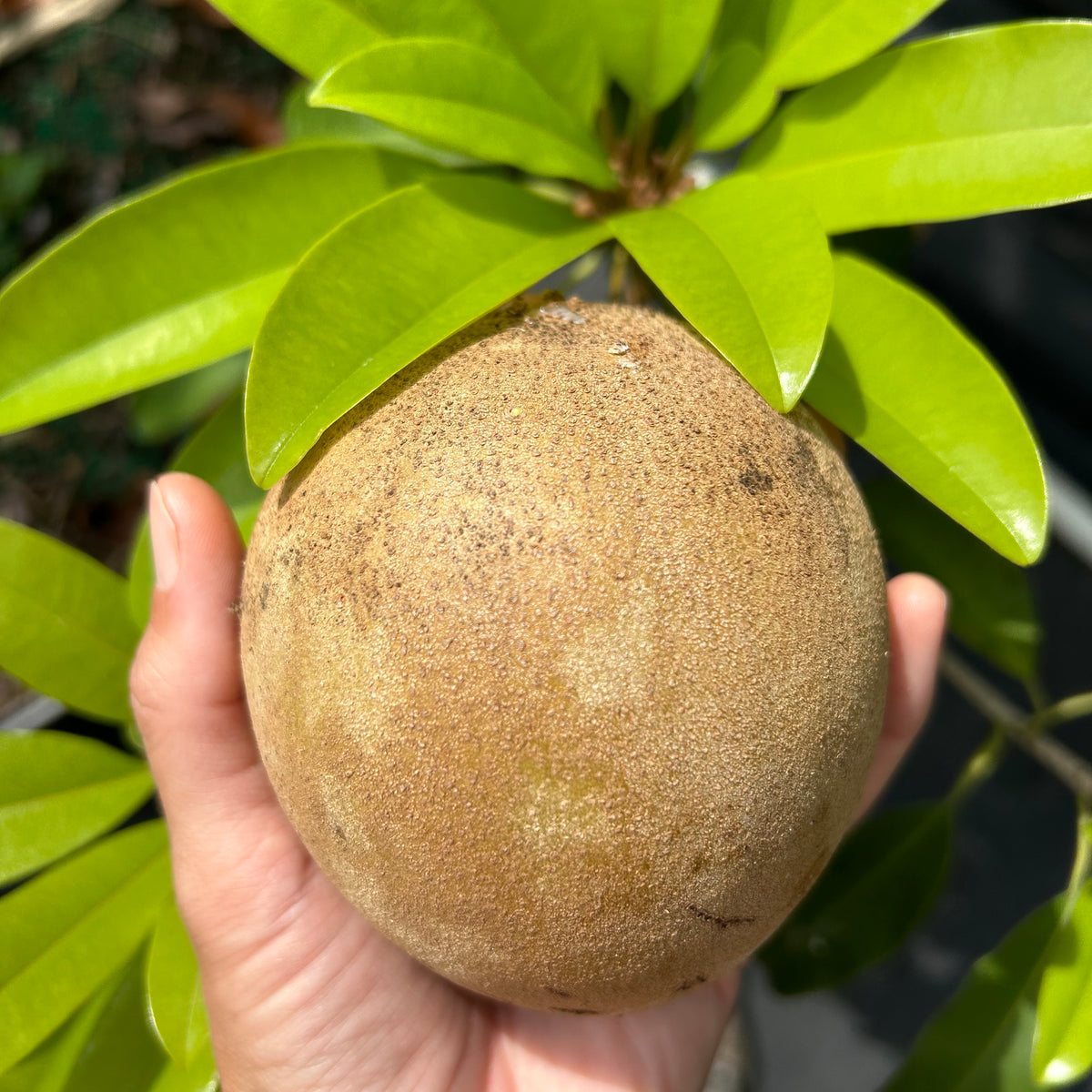 Sapodilla Tree 'Morena' – Incredible Edible Landscapes