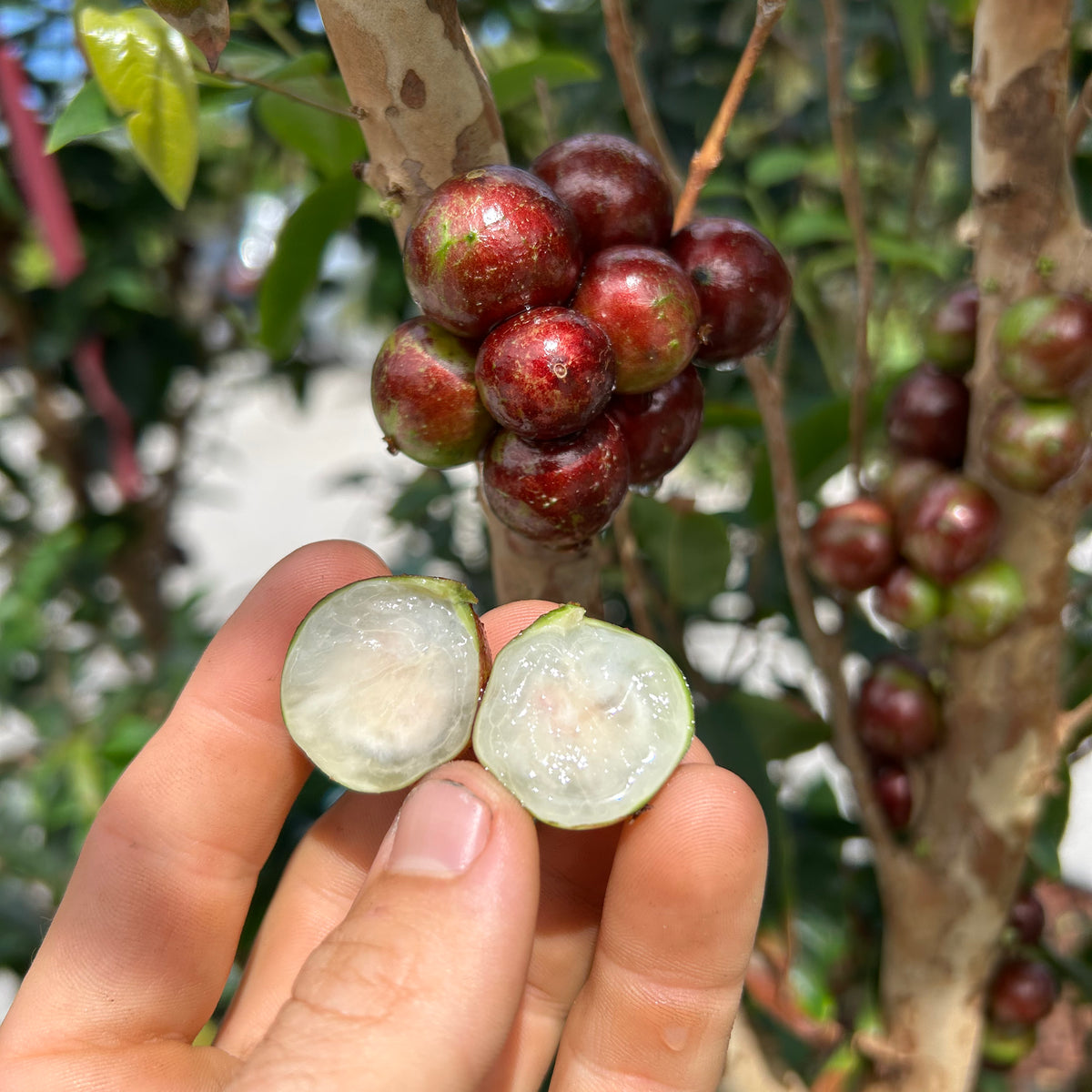 Jaboticaba Tree 'Scarlet' – Incredible Edible Landscapes