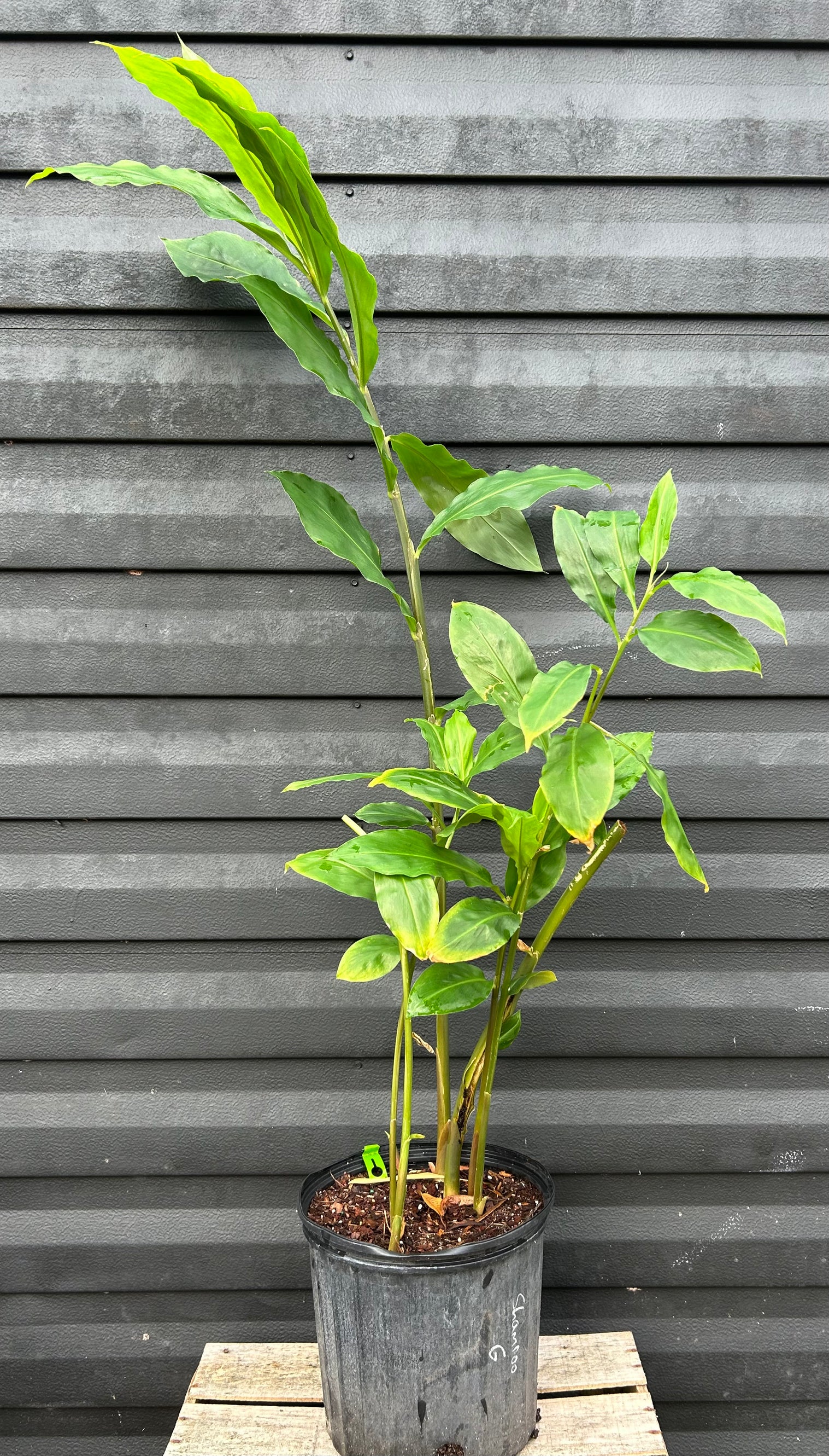 Shampoo Ginger Plant – Incredible Edible Landscapes