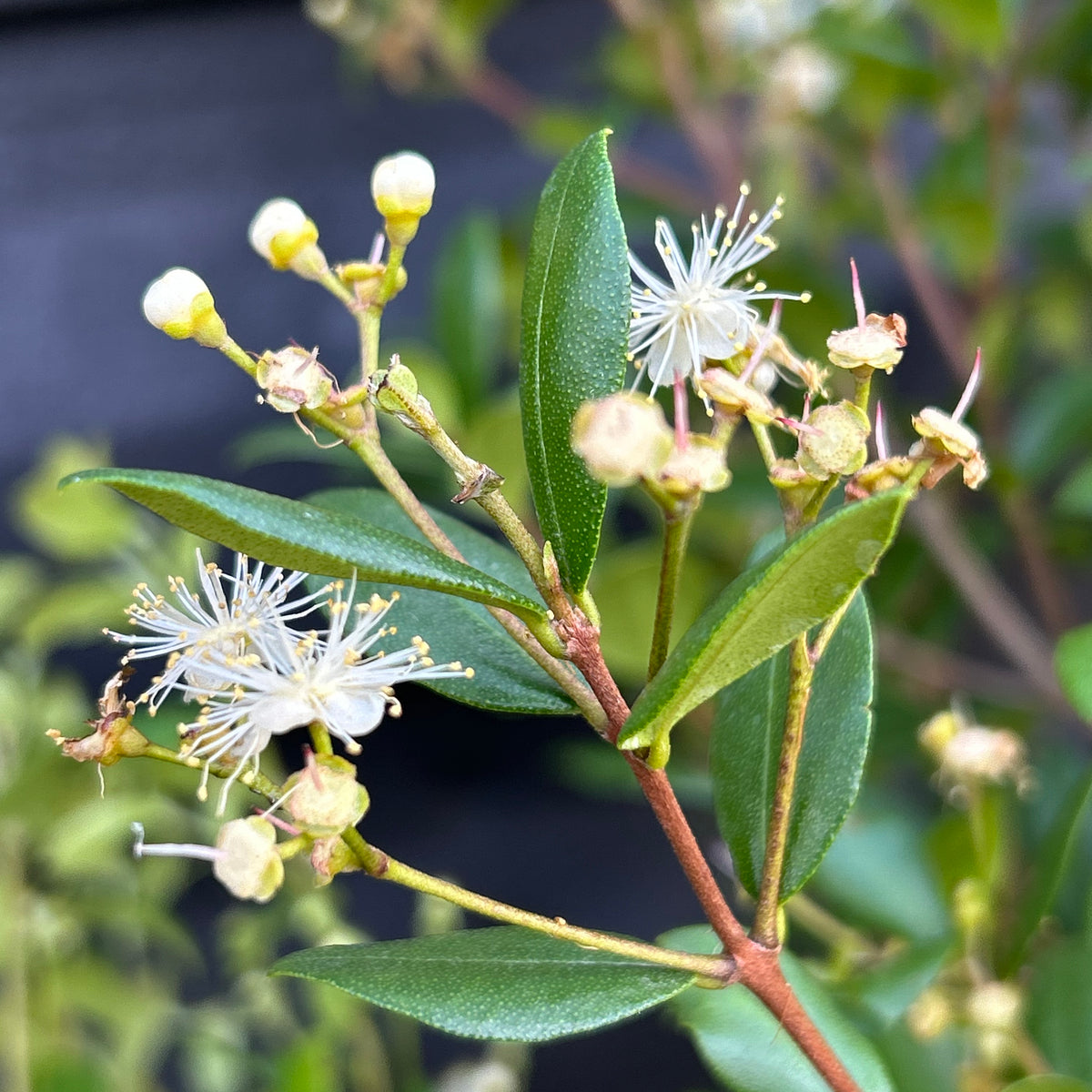 Simpson Stopper Tree – Incredible Edible Landscapes