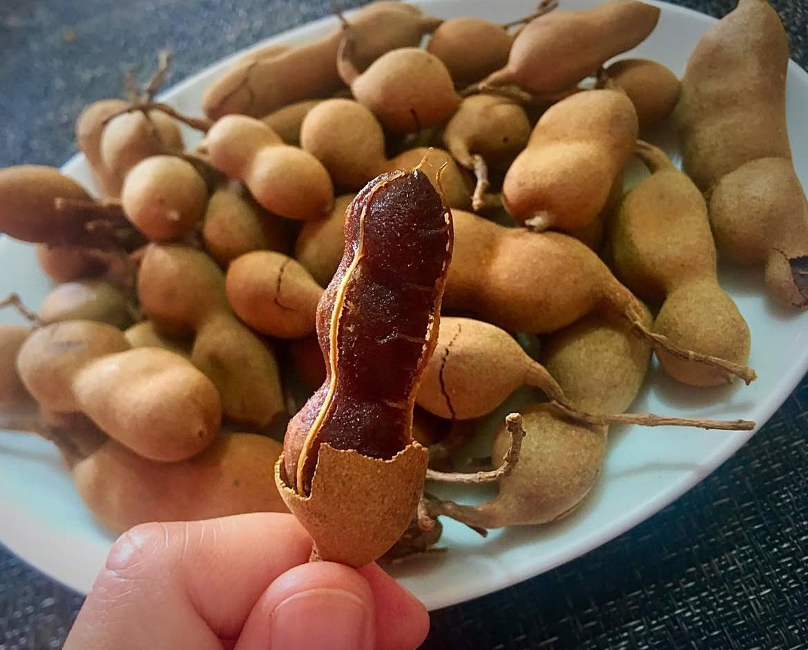 Tamarind Tree 'Tart' – Incredible Edible Landscapes