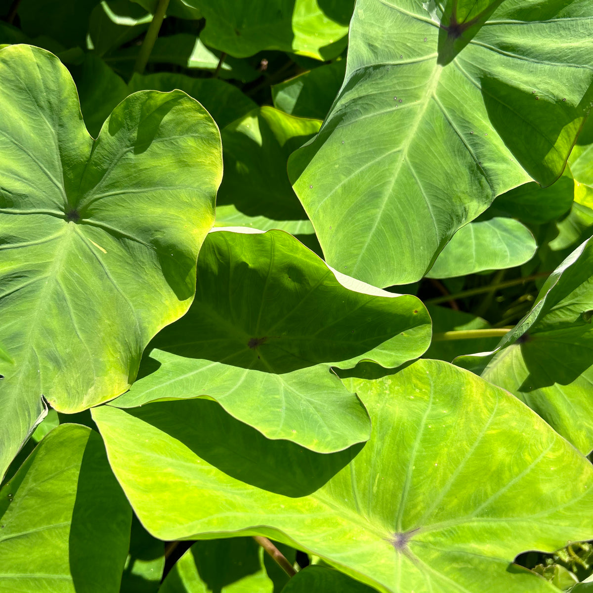 Taro Plant ‘Bun Long’ – Incredible Edible Landscapes