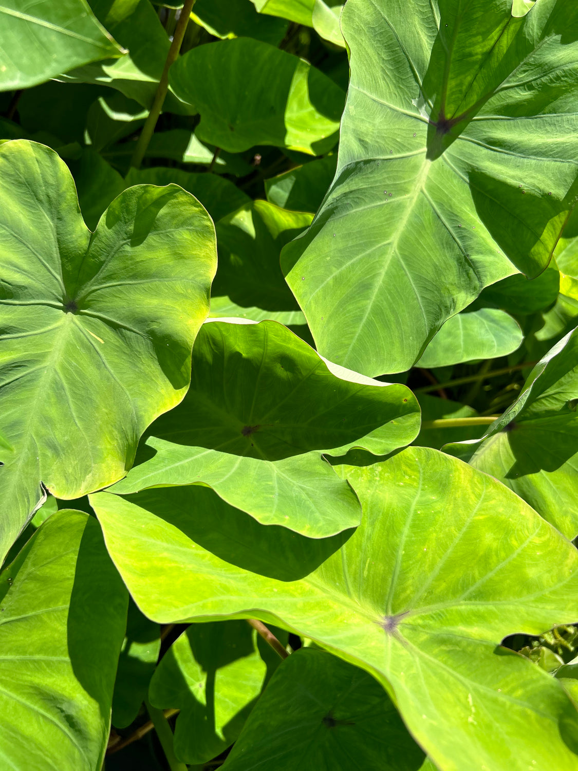 Taro Plant ‘Bun Long’ – Incredible Edible Landscapes
