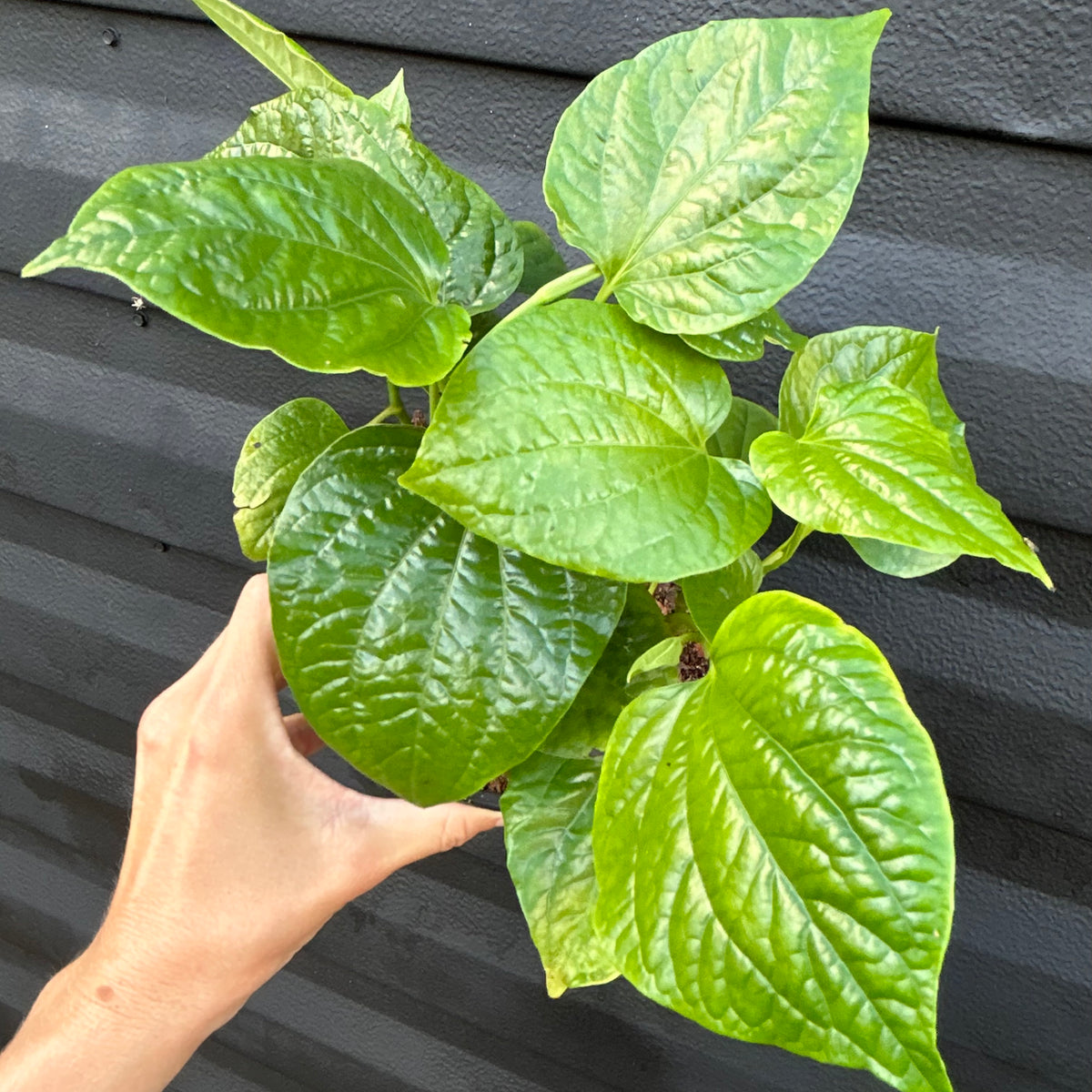 Thai Pepper Leaf Plant – Incredible Edible Landscapes