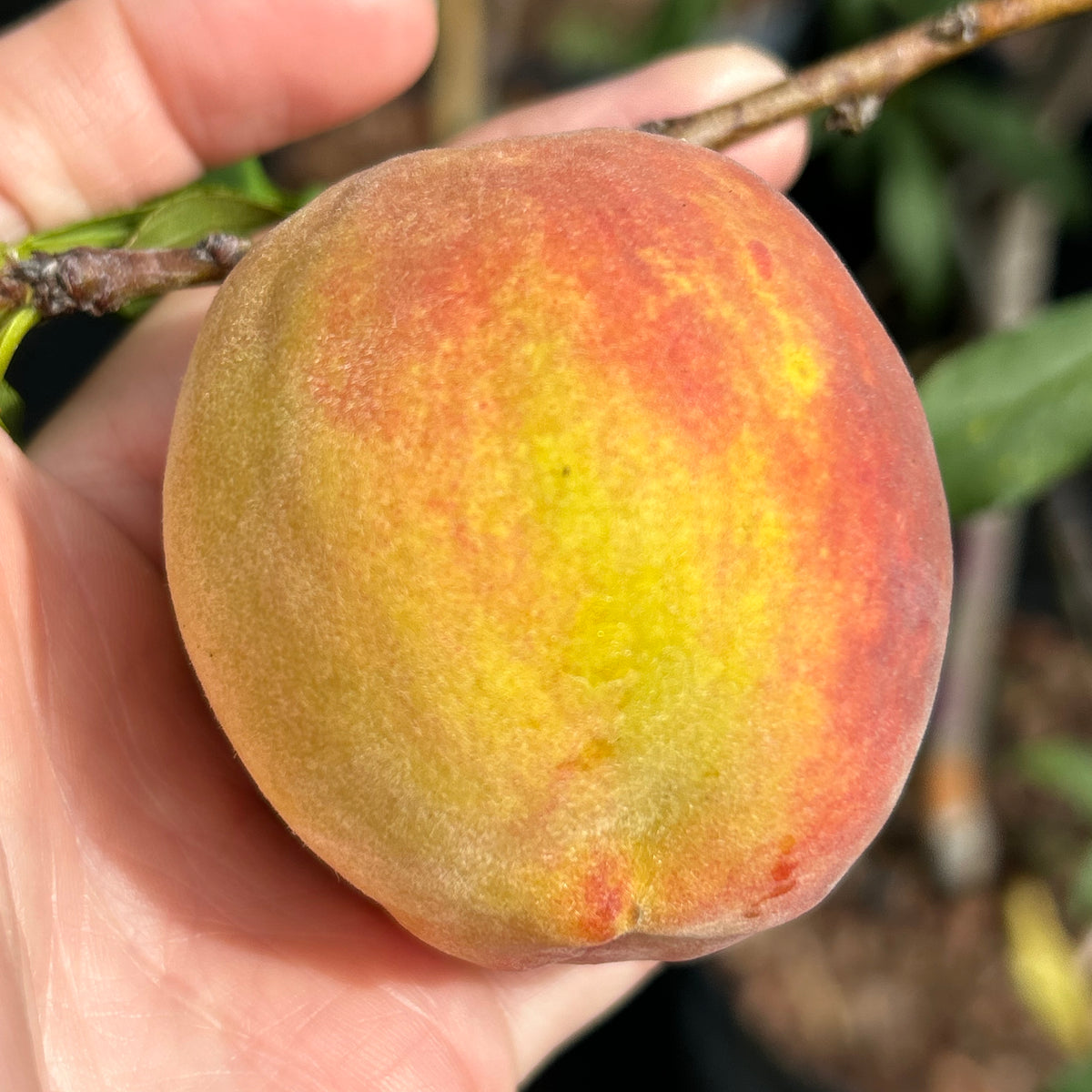 Peach Tree ‘Tropic Beauty’ – Incredible Edible Landscapes
