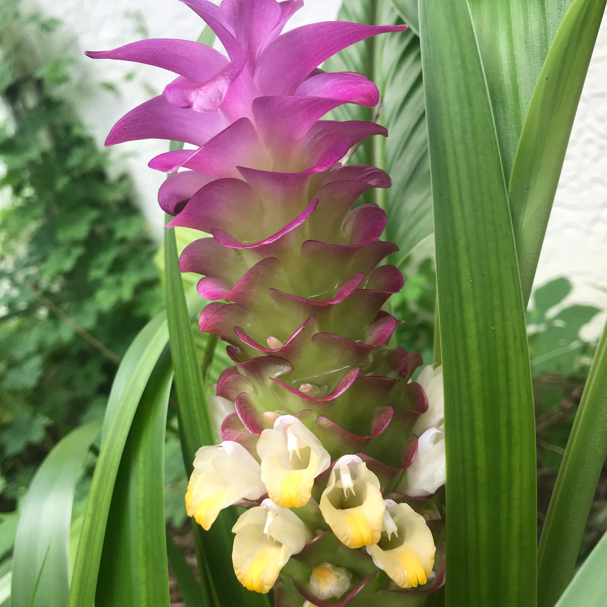 Turmeric Plant ‘Blue’ – Incredible Edible Landscapes